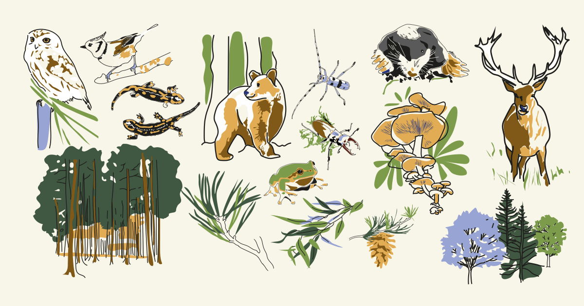 Forest Knowledge Gateway | Ideamatic Digital Experiences